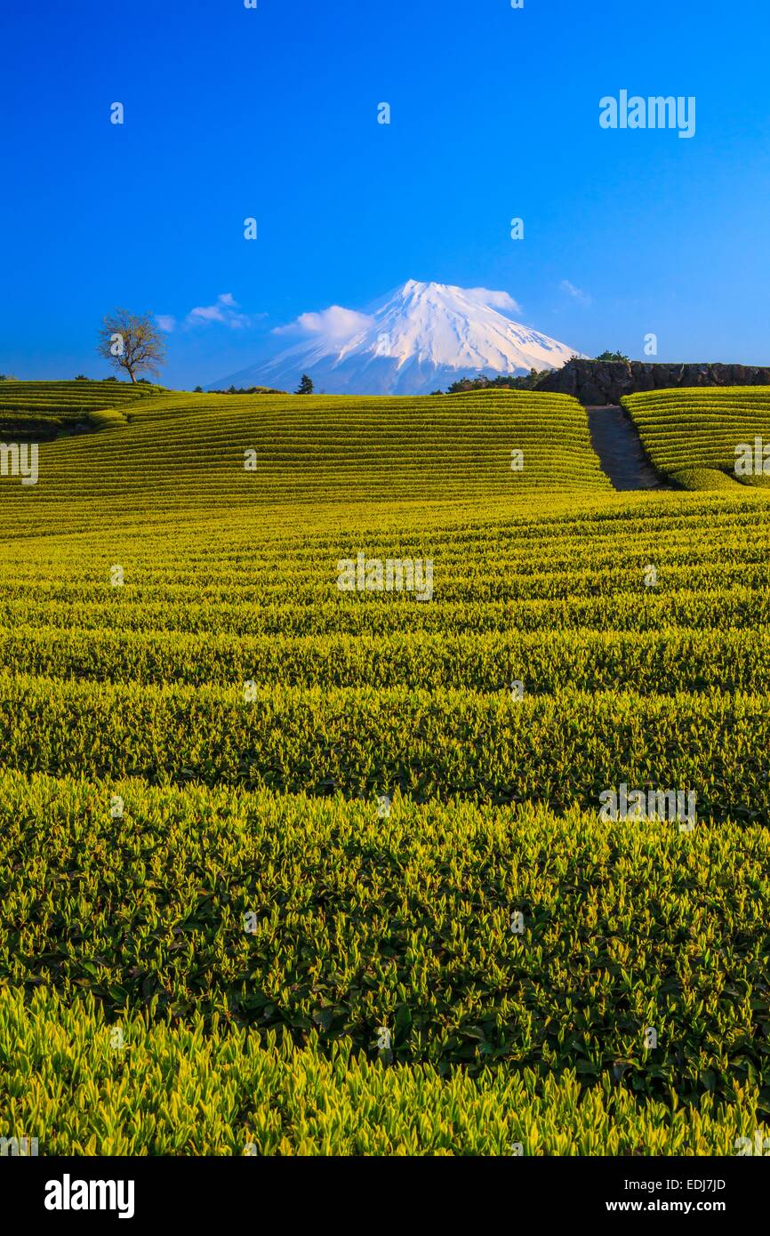 Japanese green tea plantation and Mt. Fuji, Shizuoka, Japan Stock Photo ...