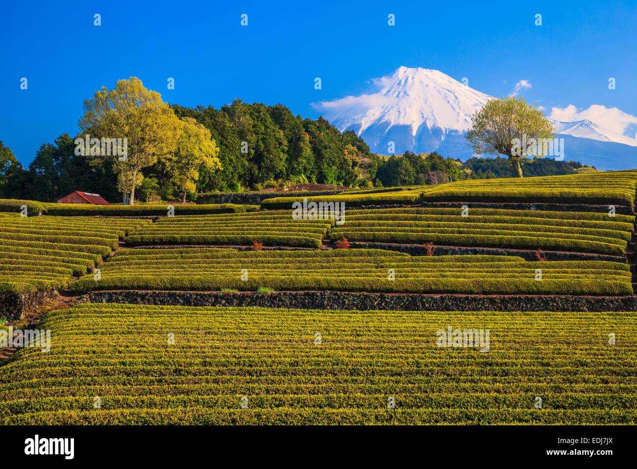 Japanese green tea plantation and Mt. Fuji, Shizuoka, Japan Stock Photo ...
