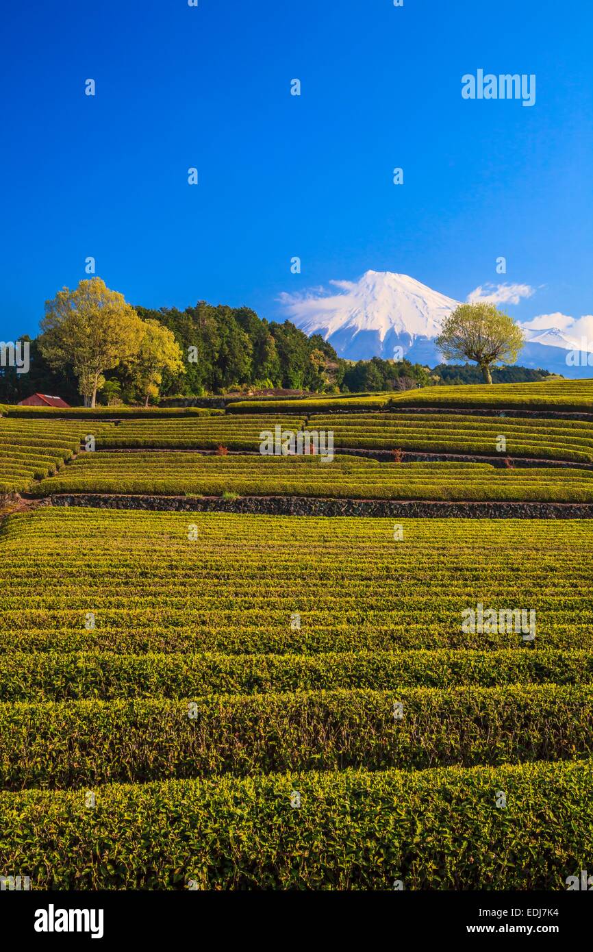 Japanese green tea plantation and Mt. Fuji, Shizuoka, Japan Stock Photo ...