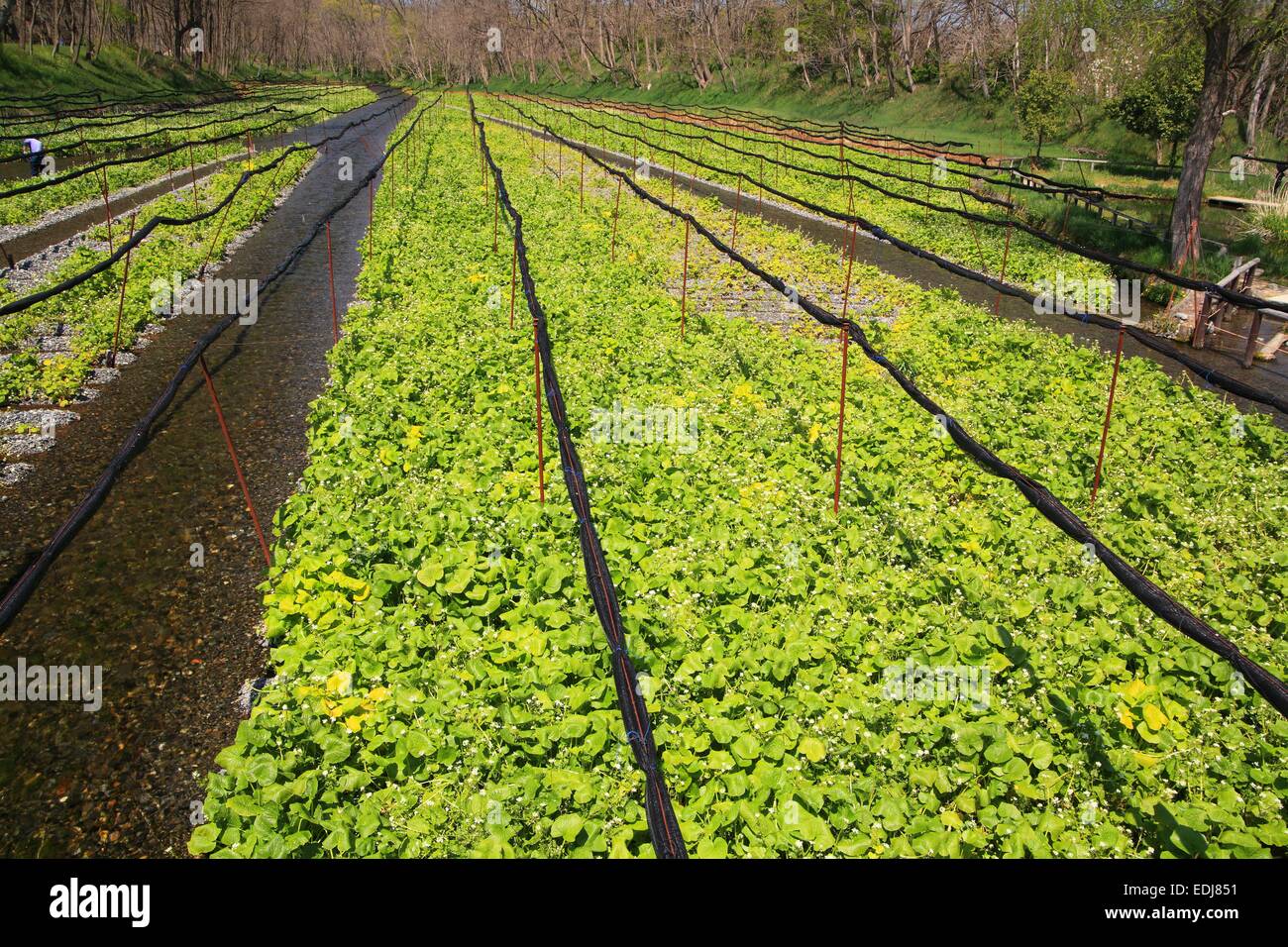 Wasabi farm, Azumino, Nagano, Japan Stock Photo - Alamy