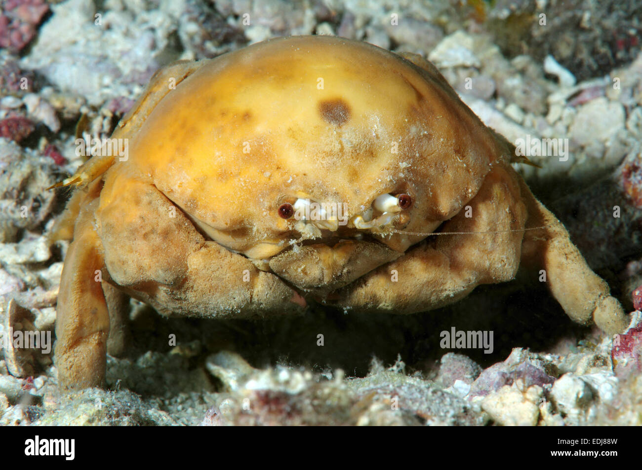 Sponge carry crab hi-res stock photography and images - Alamy