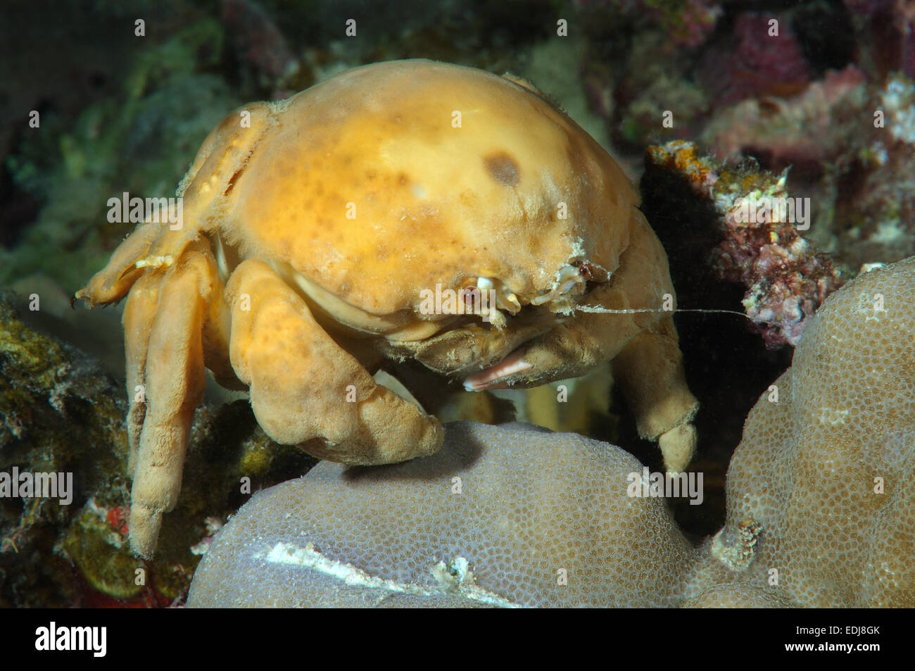 Sponge Carry Crab (Lauridromia dehaani) Shrimp, Bohol Sea, Philippines ...