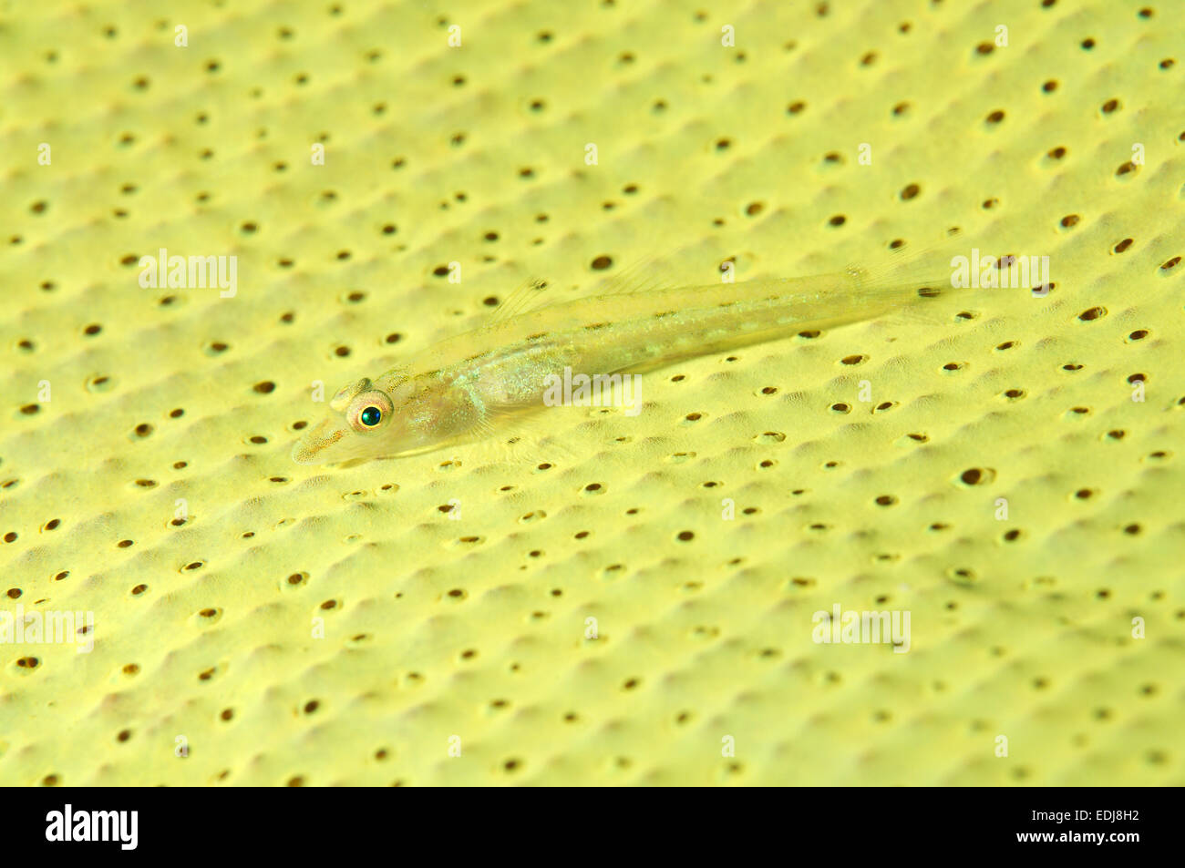 White goby hi-res stock photography and images - Alamy