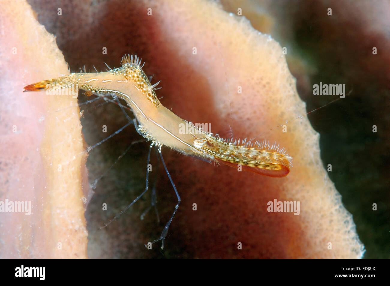 Long Nose Rock Shrimp, or Donald Duck Shrimp ( Leander plumosus) Bohol ...