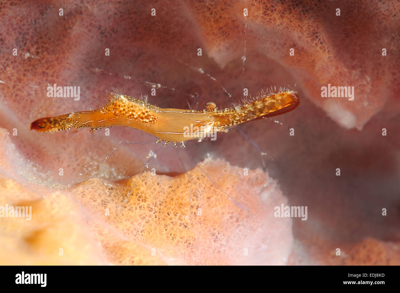 Long Nose Rock Shrimp, or Donald Duck Shrimp ( Leander plumosus) Bohol ...