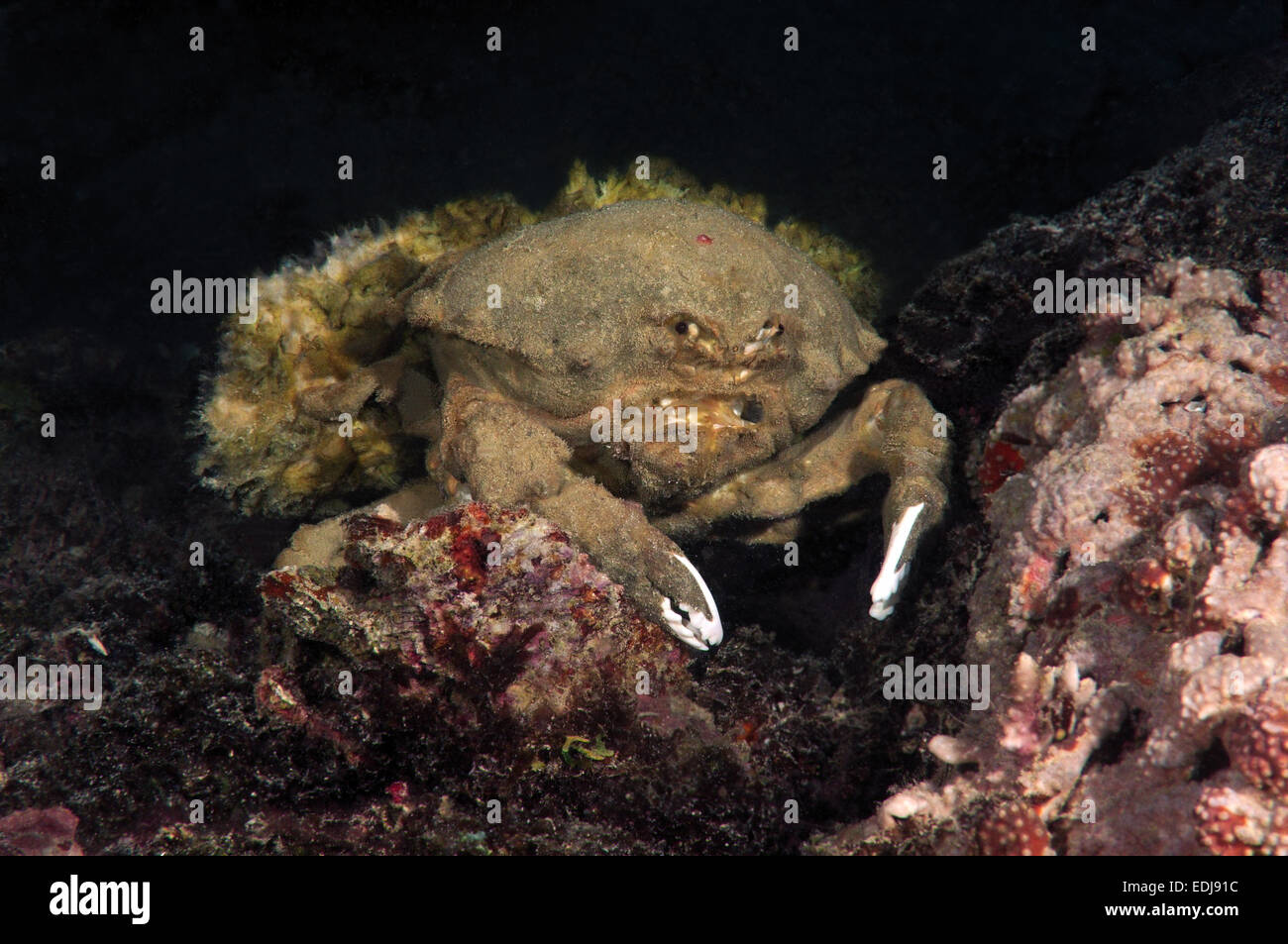 Sponge carry crab hi-res stock photography and images - Alamy