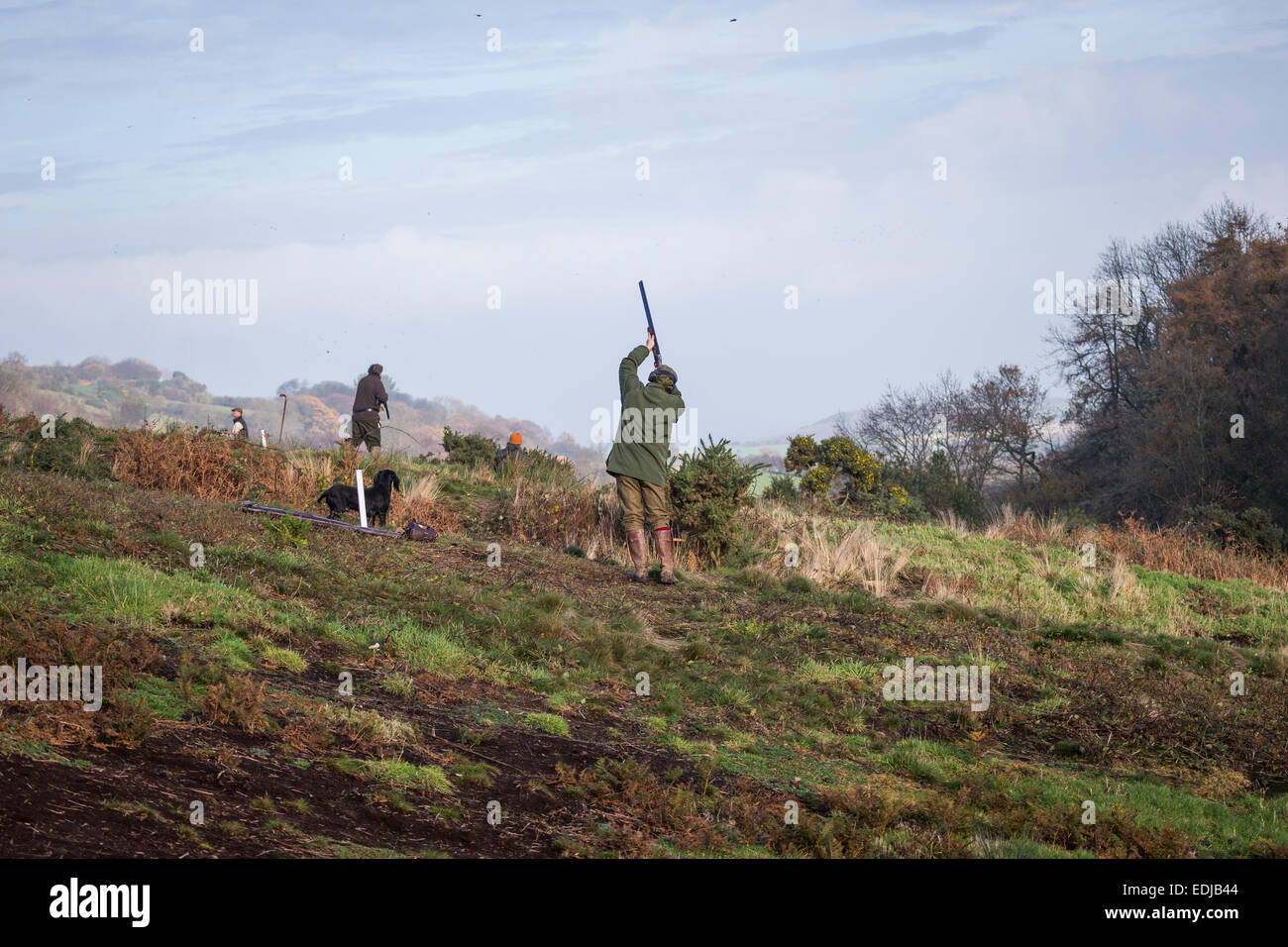 Pheasant shooting in English countryside, UK Stock Photo - Alamy