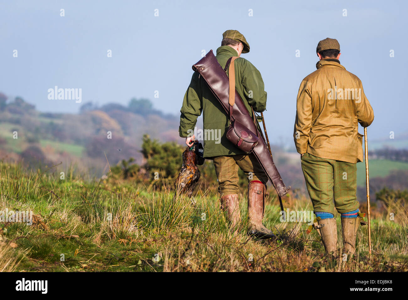 Pheasant shooting in English countryside, UK Stock Photo - Alamy