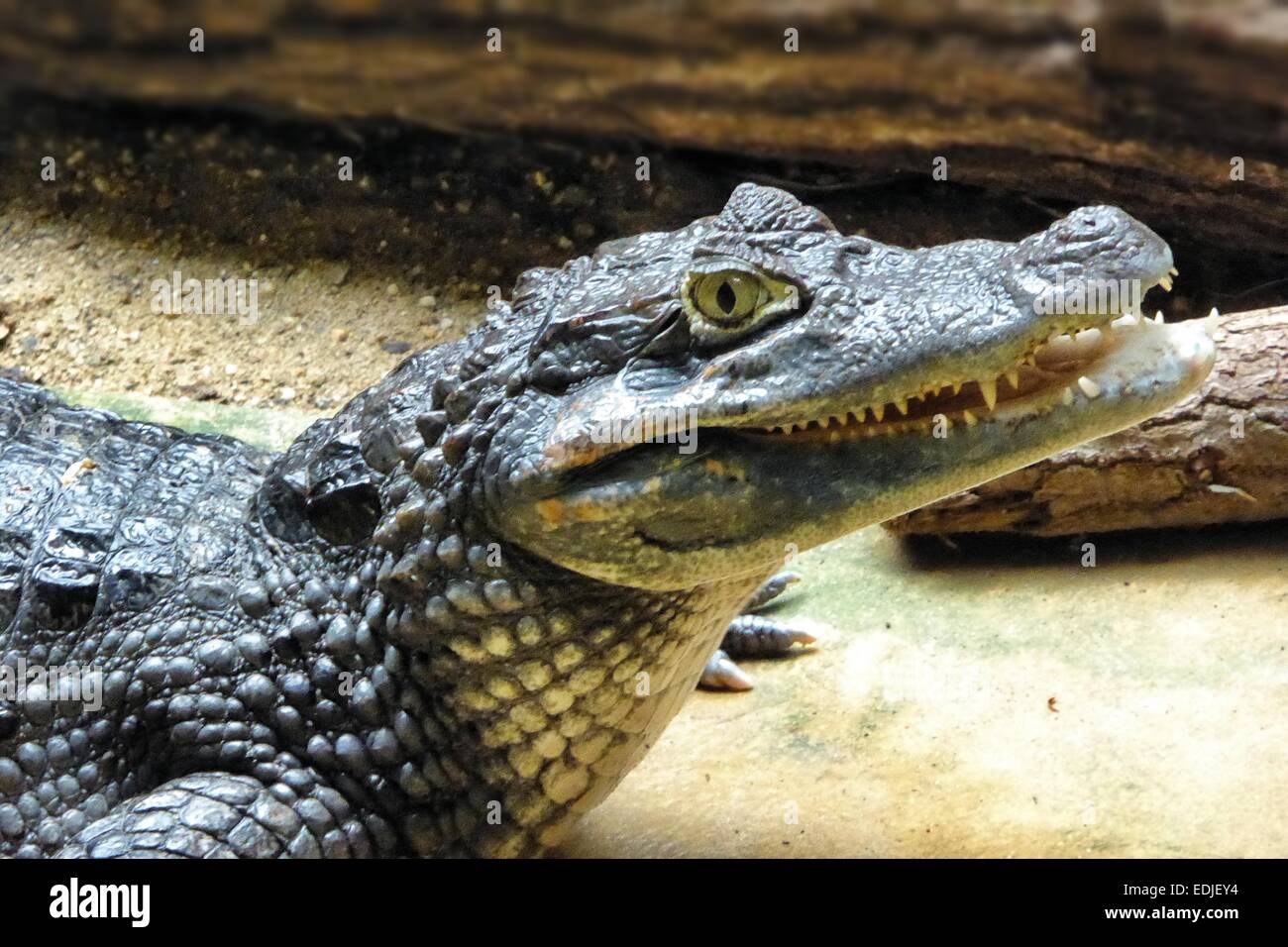 Alligatoridae Family High Resolution Stock Photography and Images - Alamy