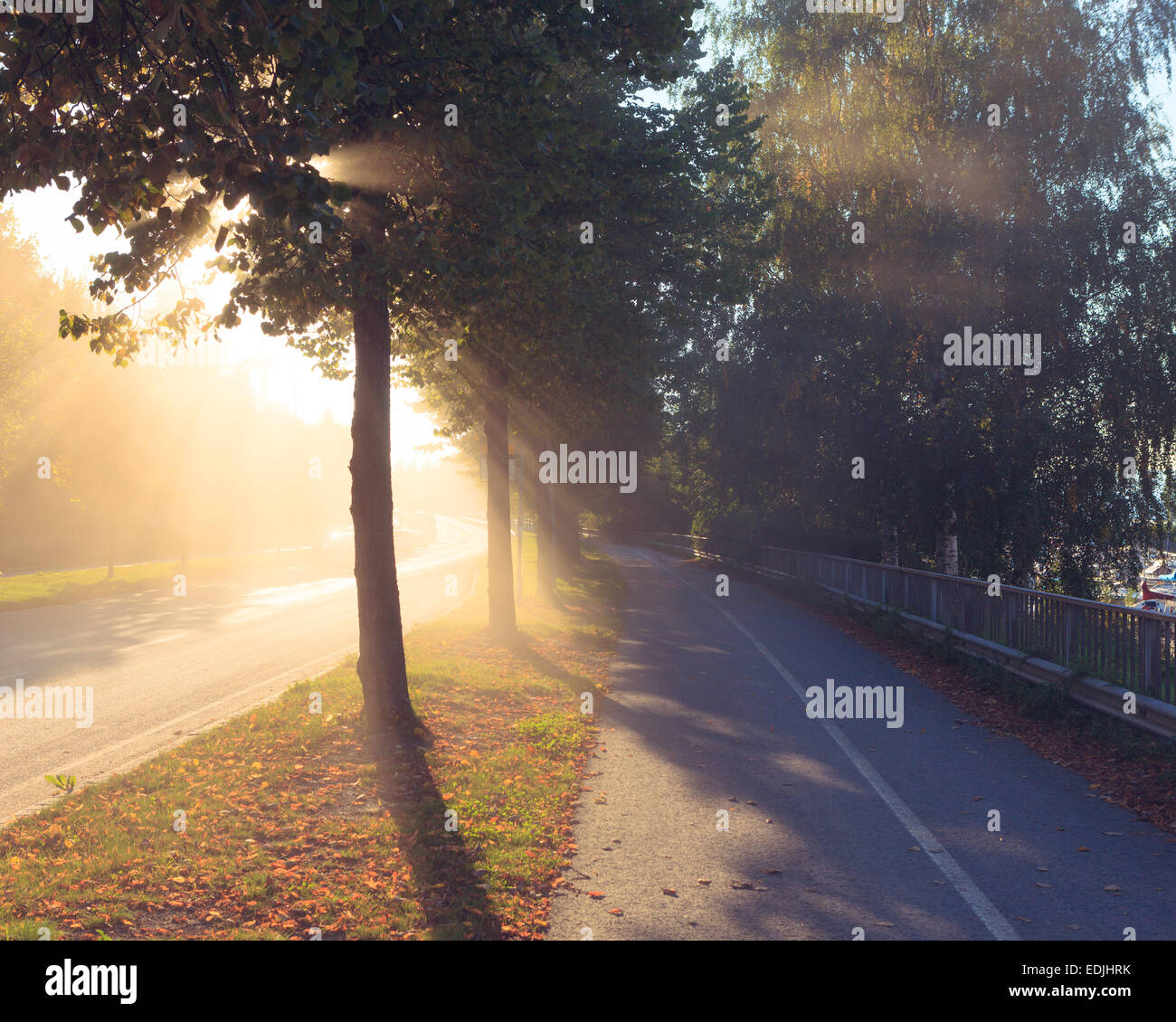 Sun rays through tree next to a road Stock Photo - Alamy