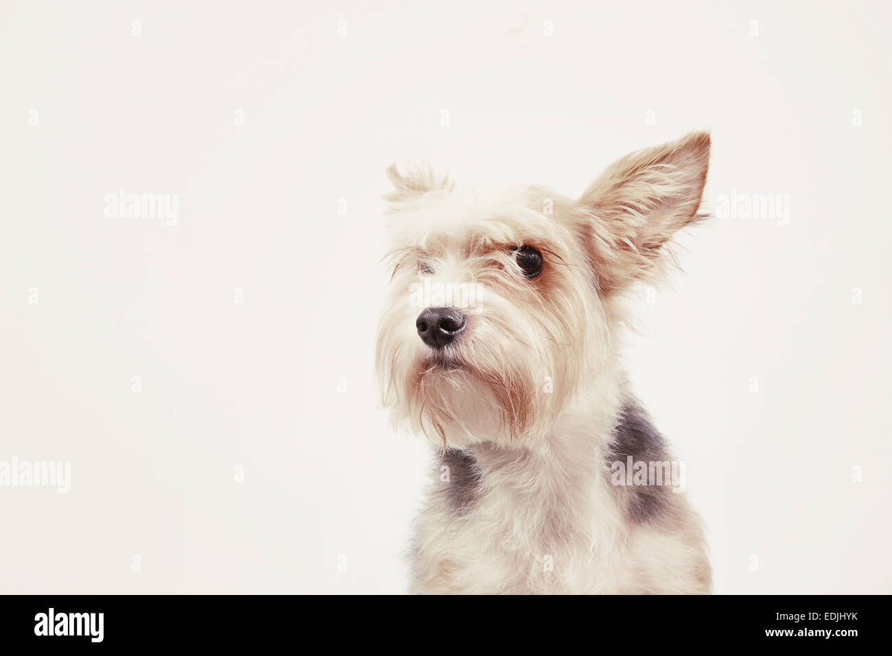 curious friendly dog with attentive look Stock Photo - Alamy