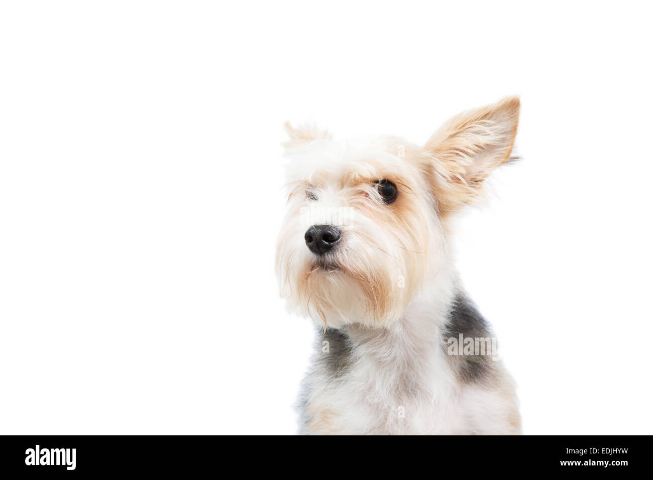 York young curious attentive hi-res stock photography and images - Alamy