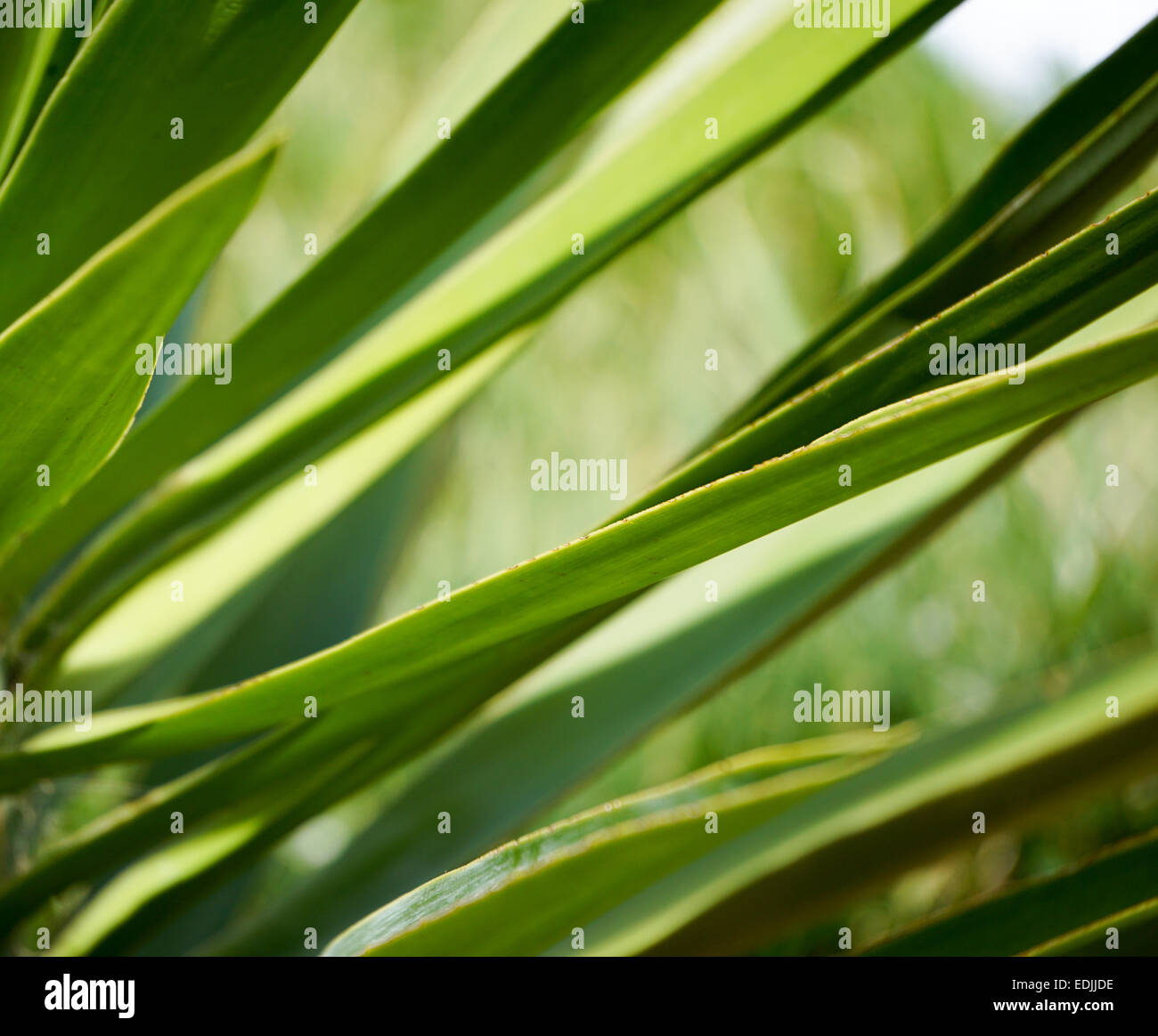 Sustainable plant hi-res stock photography and images - Alamy