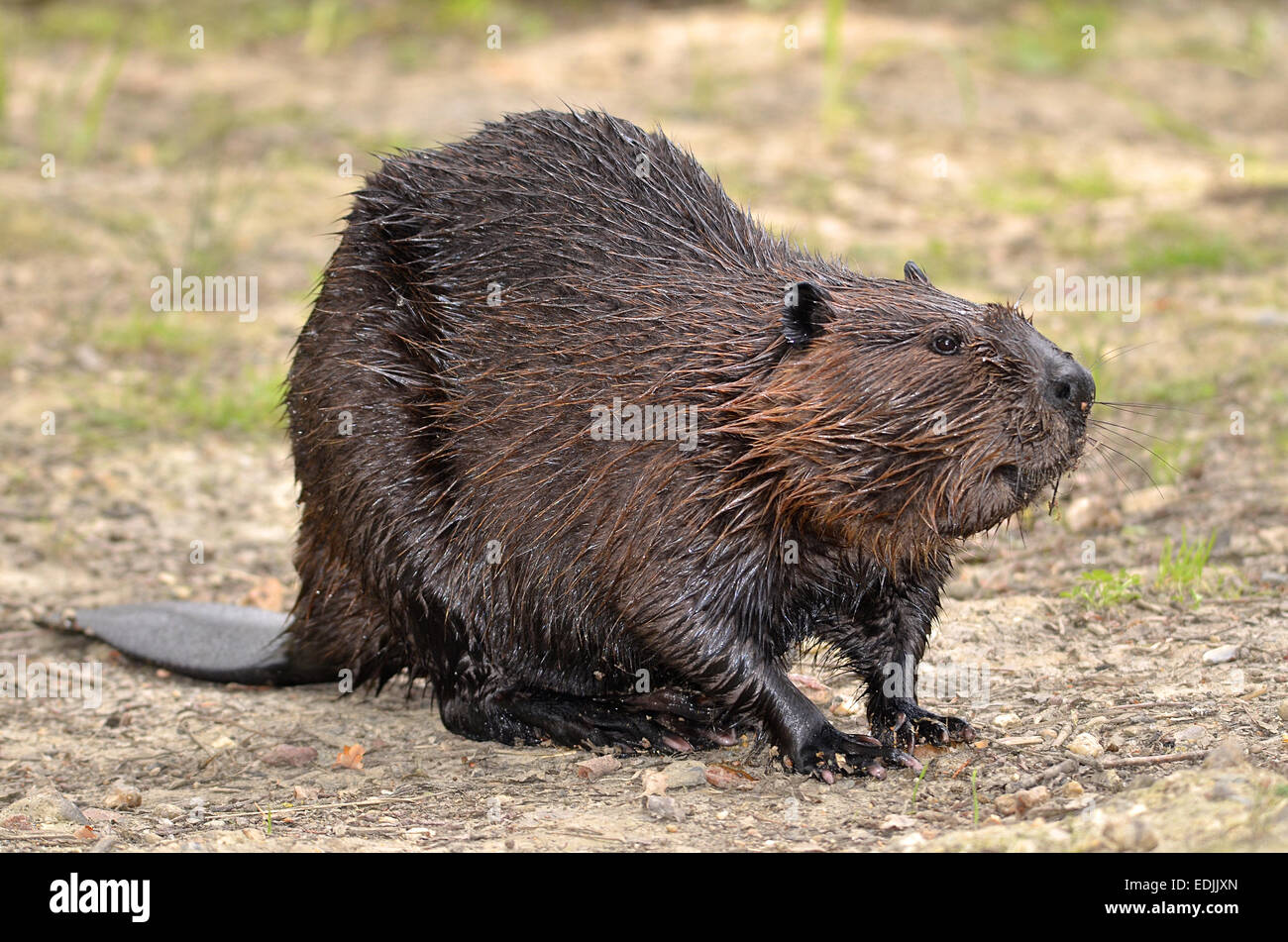 American Beaver High Resolution Stock Photography and Images - Alamy