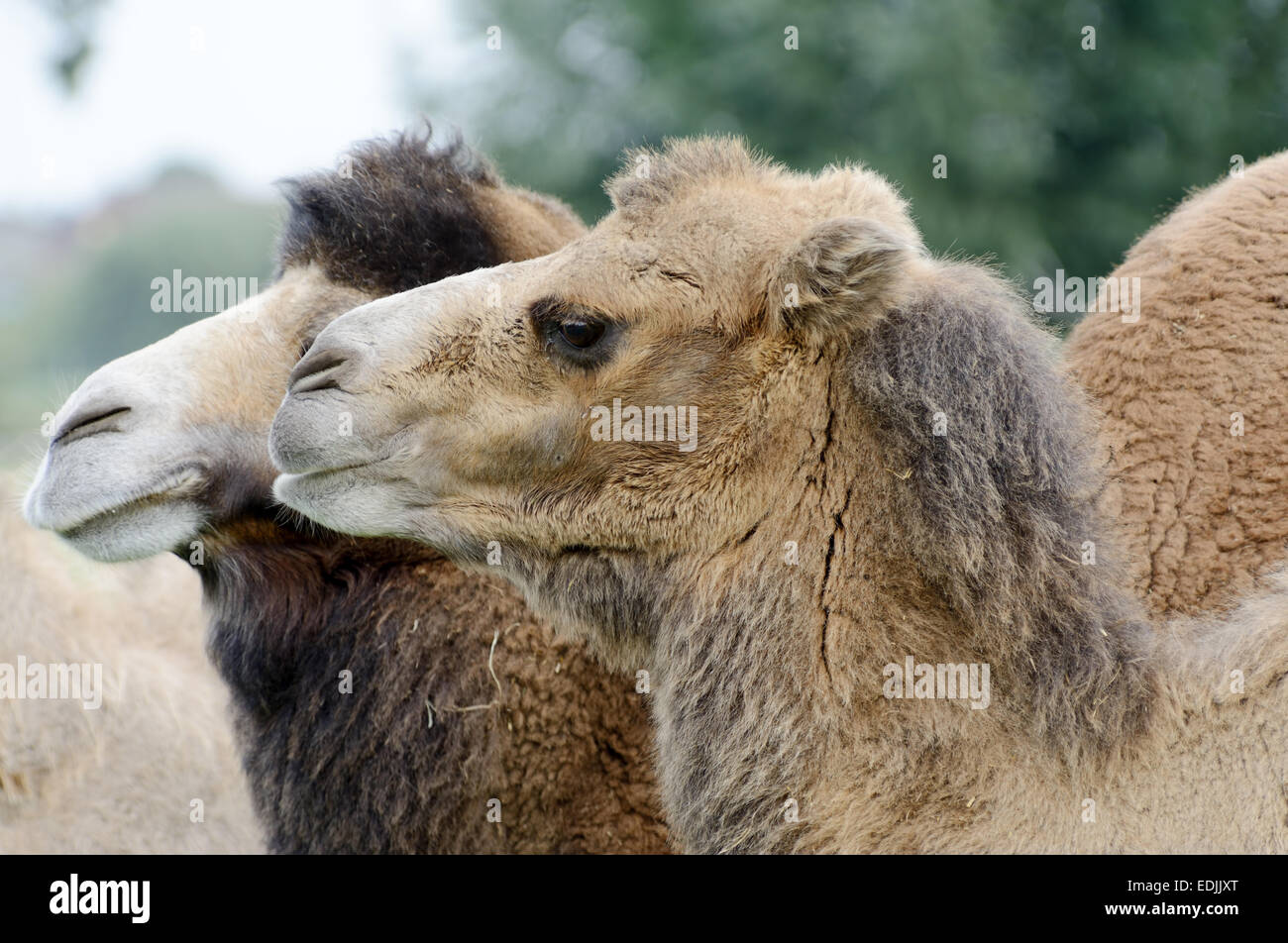 Camel profile closeup looking furry looking away Stock Photo - Alamy