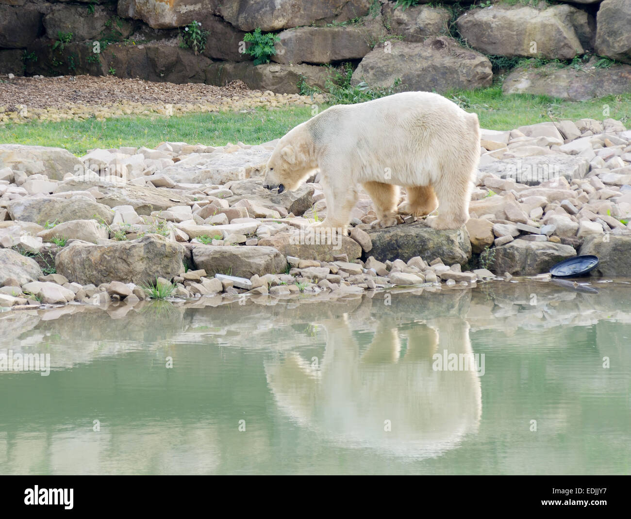 Polar bear by melted water with detritus and rubbish Stock Photo - Alamy