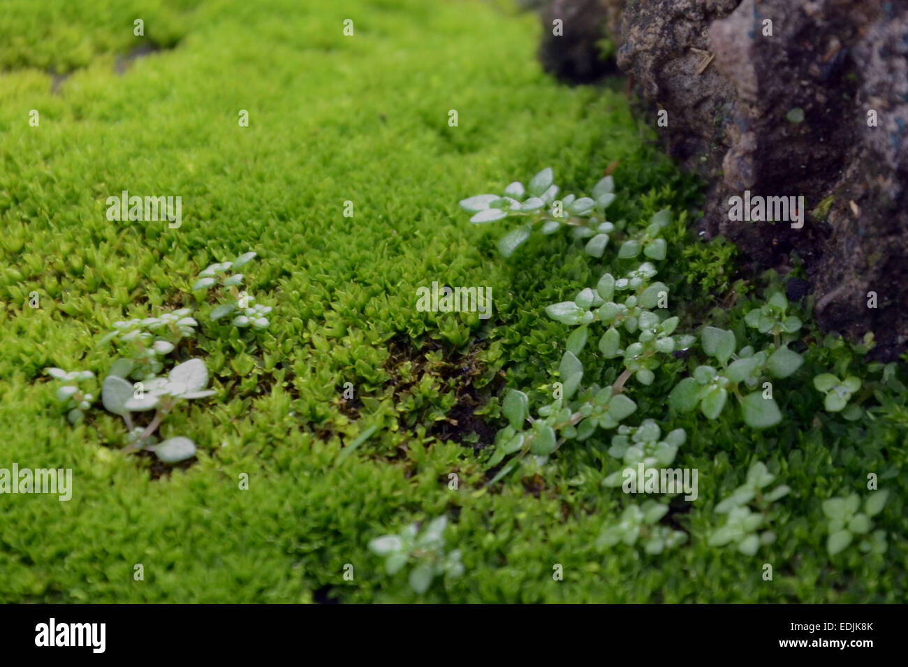 Moss plants hi-res stock photography and images - Alamy