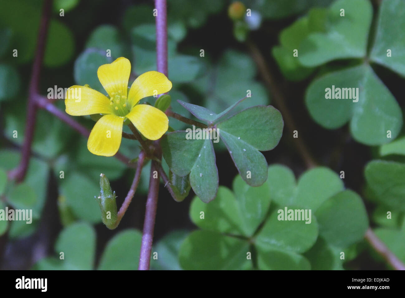 Semanggi hi-res stock photography and images - Alamy