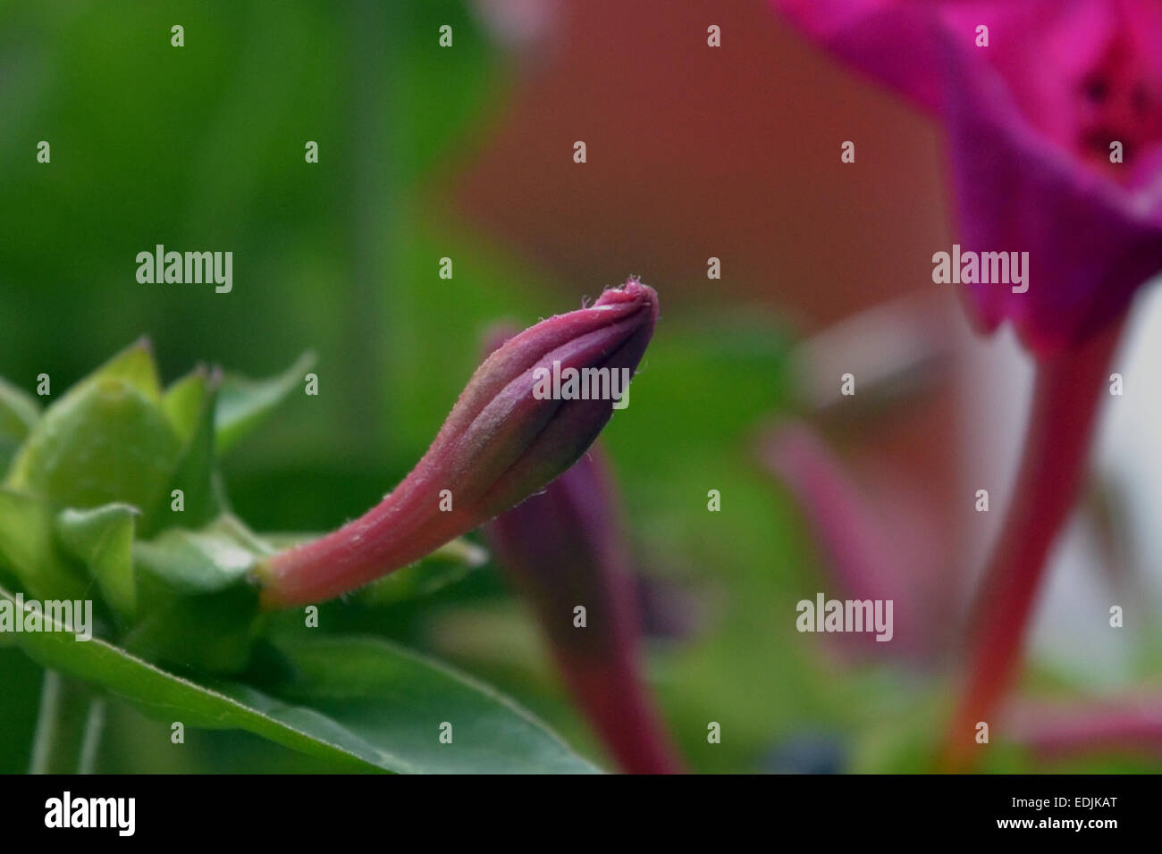 Mirabilis jalapa hi-res stock photography and images - Alamy