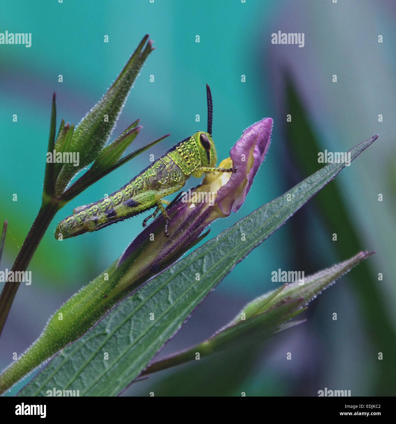 Purple grasshopper hi-res stock photography and images - Alamy