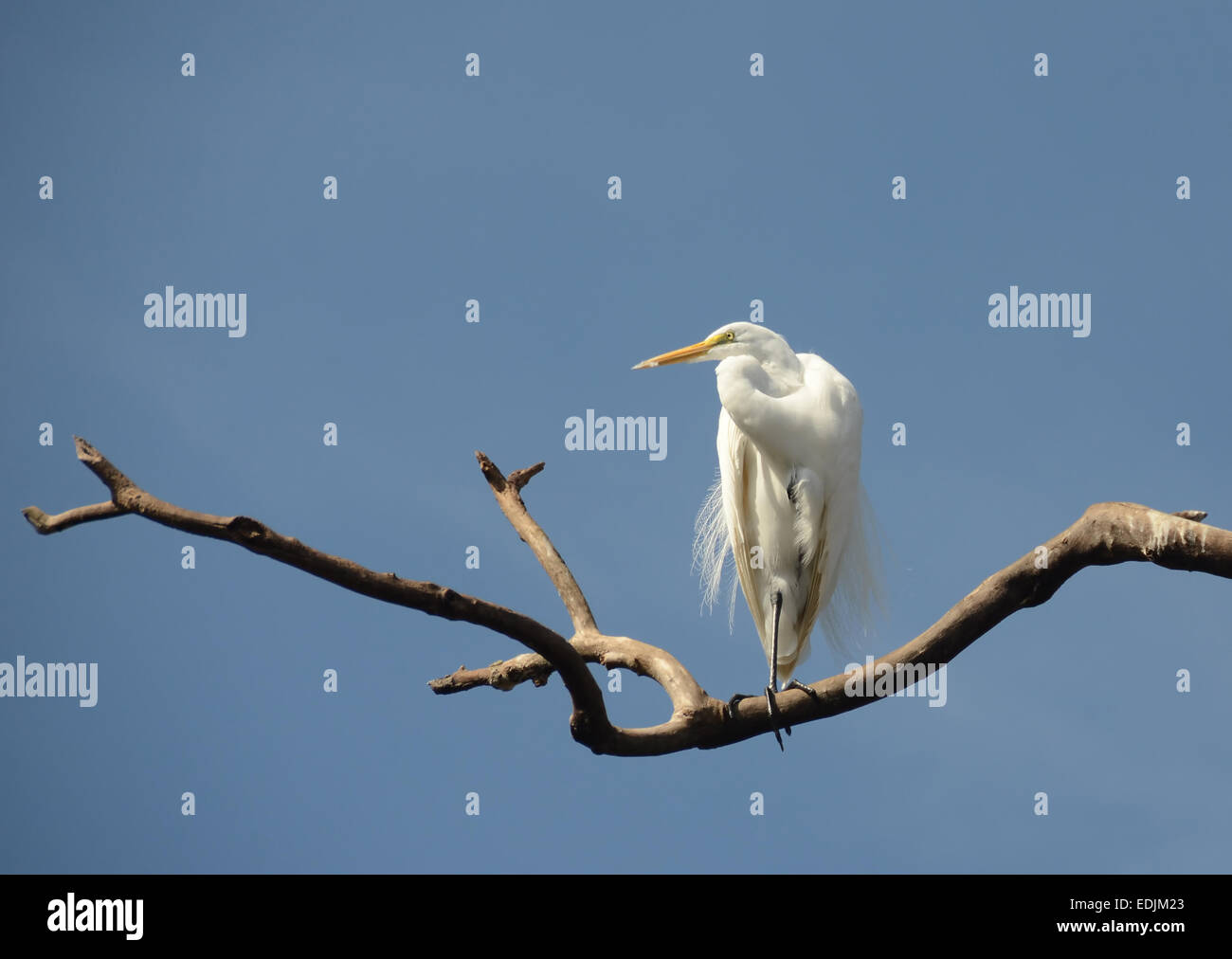Great egret (egretta alba) commonly seen in the Florida Everglades ...