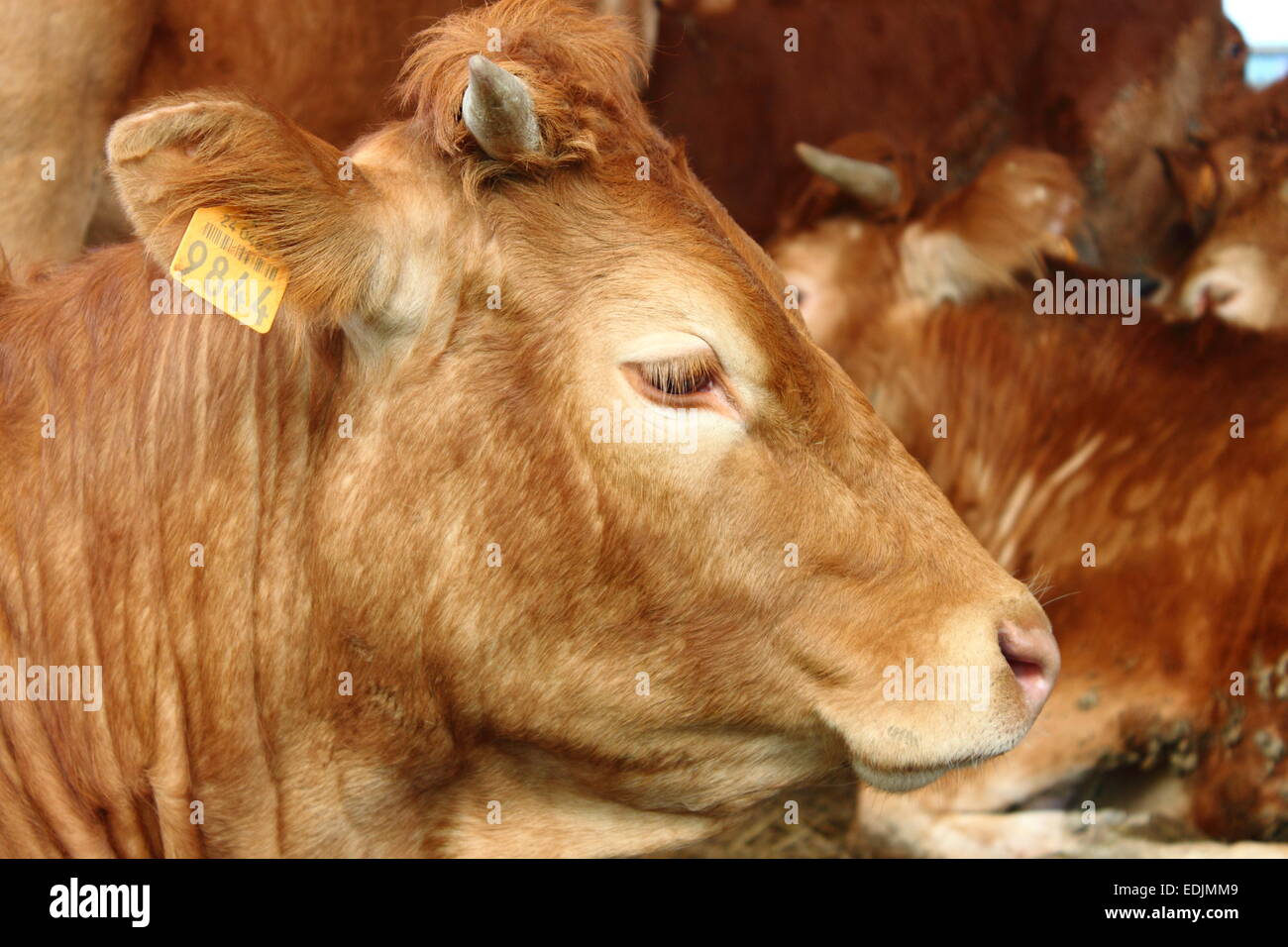 Stable of brown cows Stock Photo - Alamy