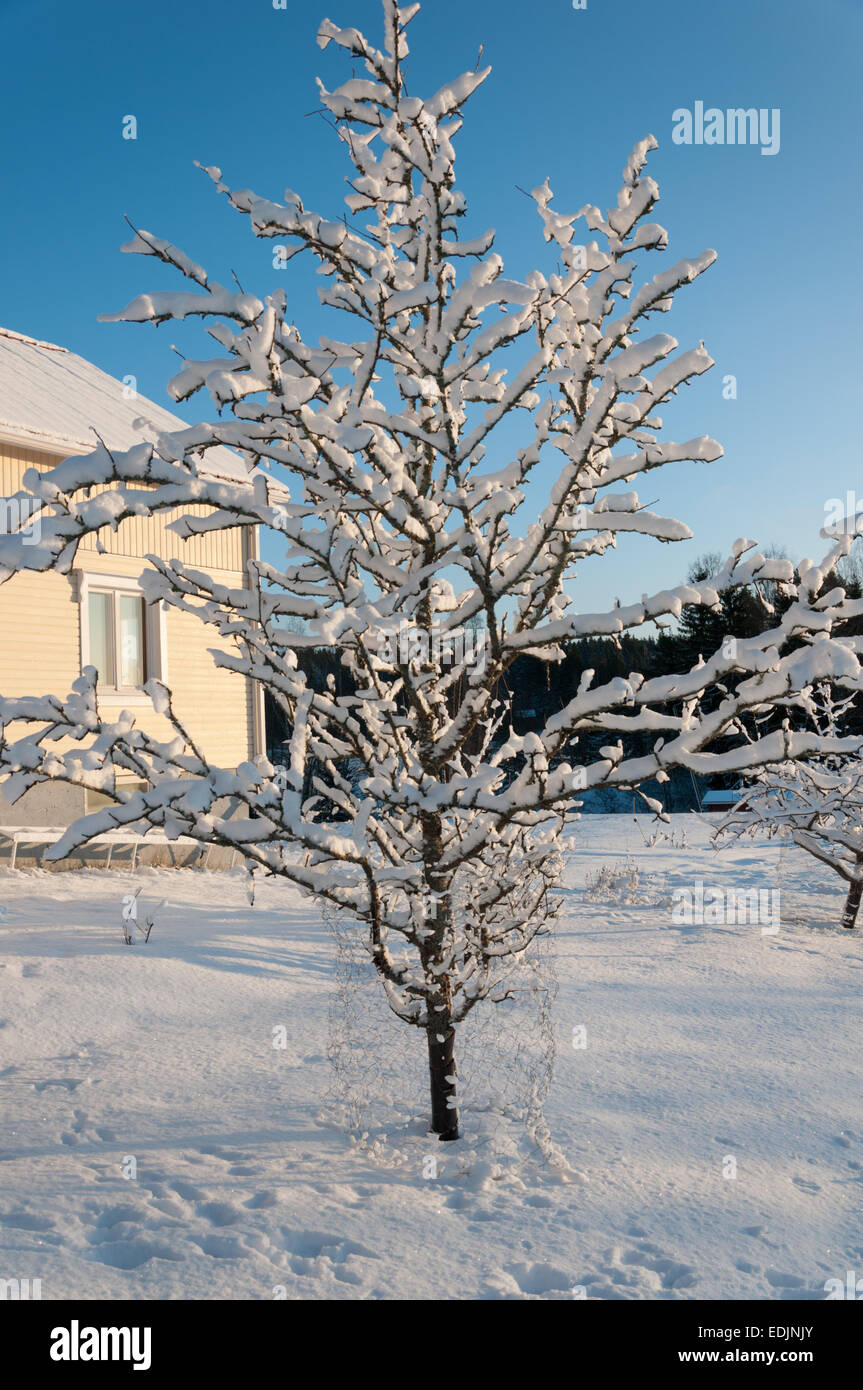 Apple tree in winter Stock Photo - Alamy