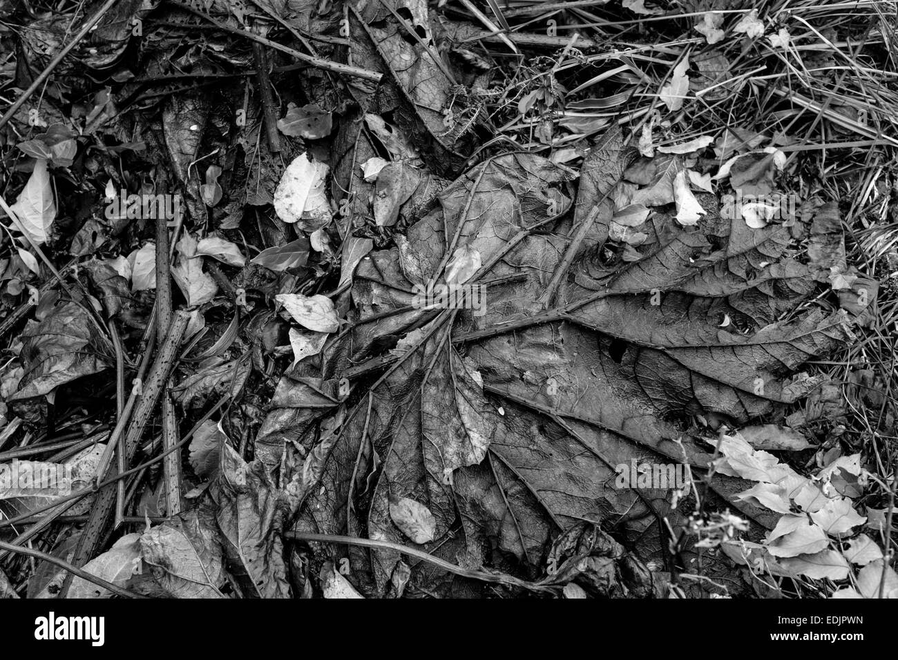 Rotting large leaves in a winter garden. Monochrome Stock Photo - Alamy