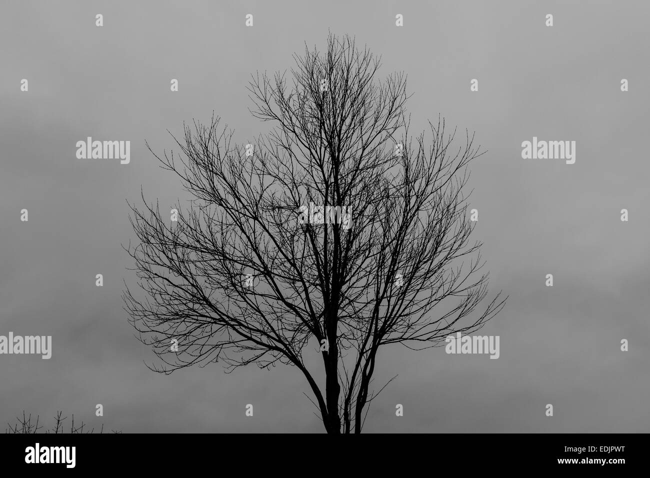 Bare tree against a overcast gloomy sky Stock Photo - Alamy