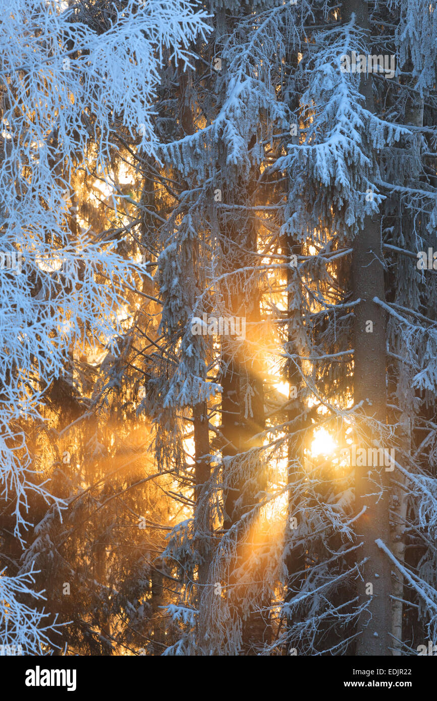Beautiful sunrise between trees hi-res stock photography and images - Alamy