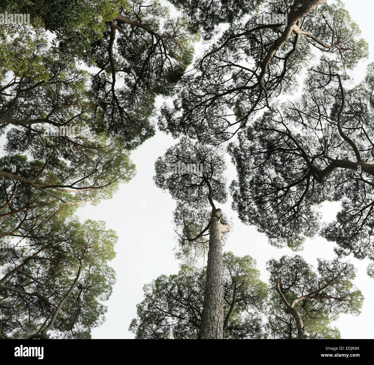 Ground pine hi-res stock photography and images - Alamy