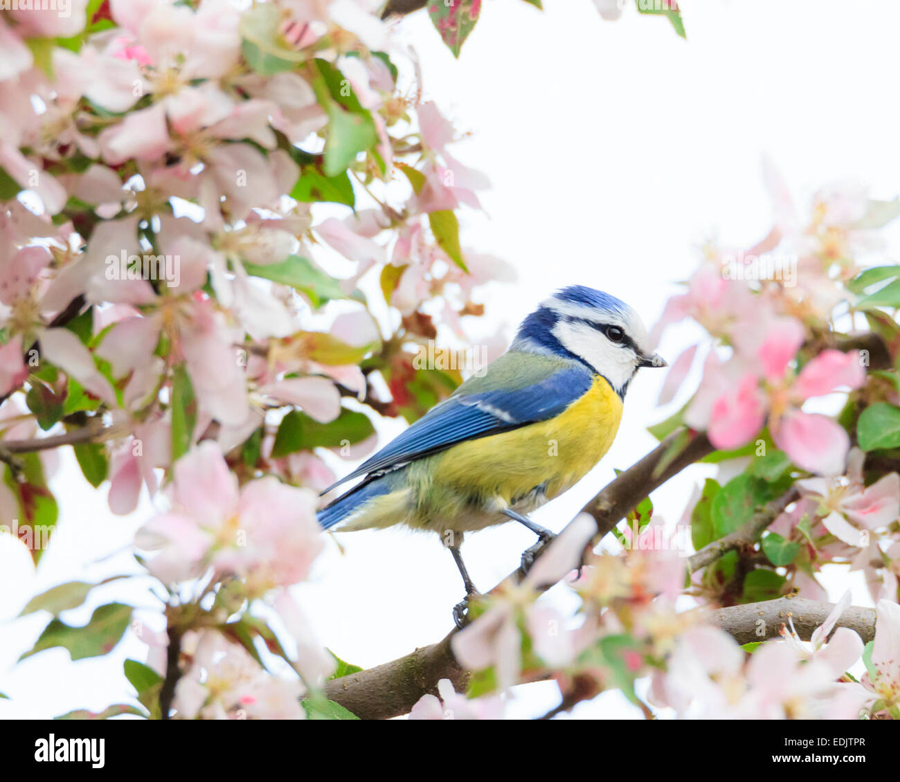 Little bird in beautiful tree Stock Photo - Alamy