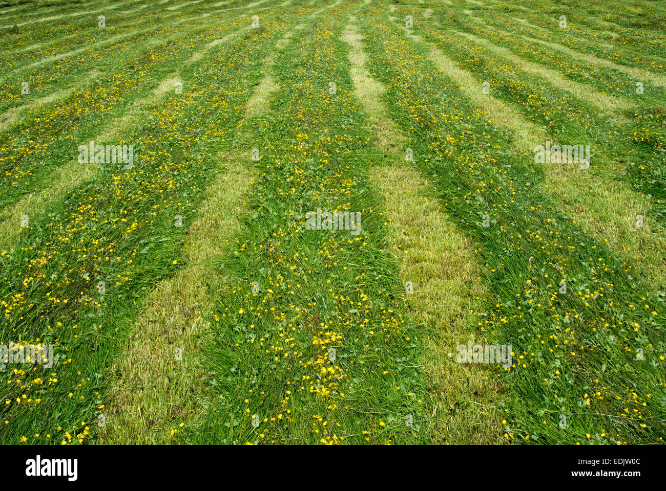 Cut hay grass hi-res stock photography and images - Alamy