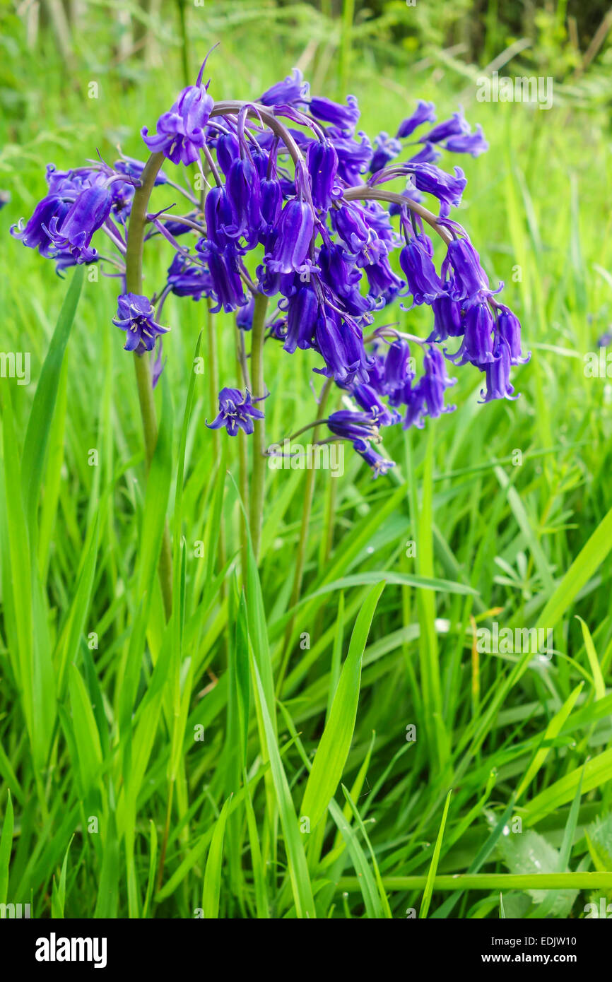 Bluebell (Hyacinthoides non-scripta) growing on a nature reserve in the ...