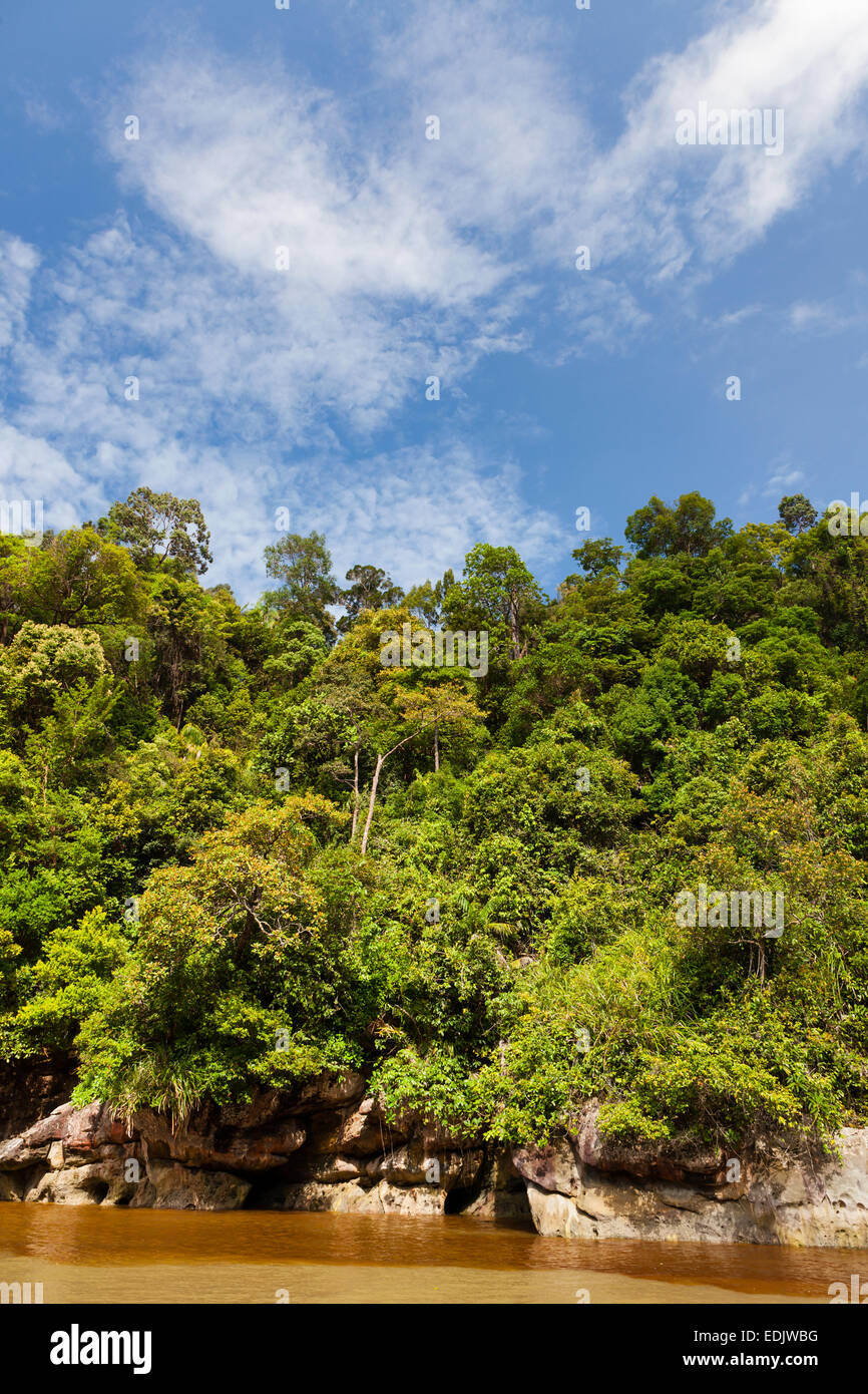 Dense jungle and blue sky Stock Photo - Alamy