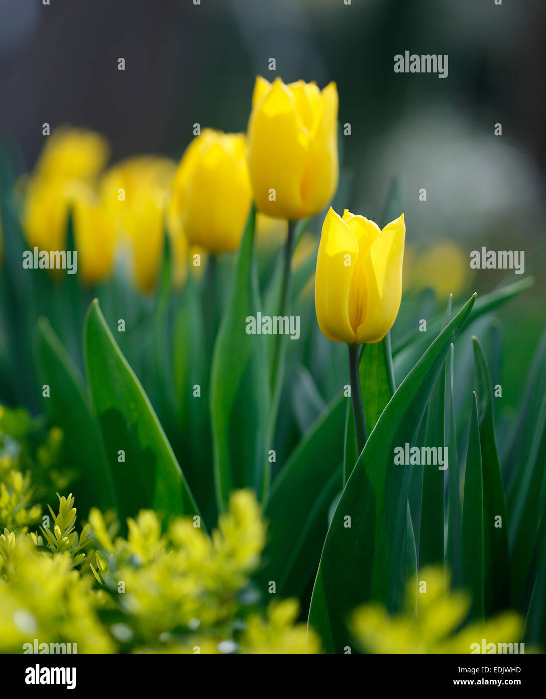 Tulips garden hi-res stock photography and images - Alamy