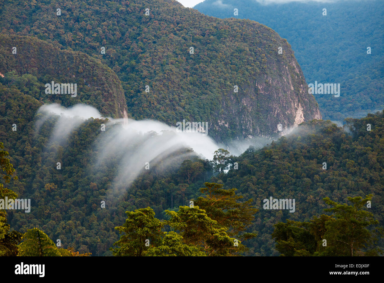 Exotic rainforest landscape Stock Photo - Alamy