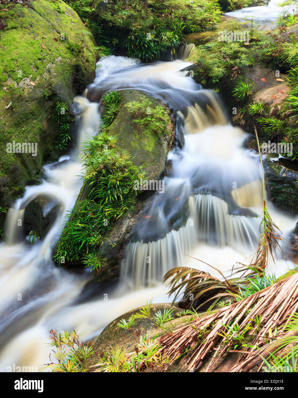 Small waterfall in jungle Stock Photo - Alamy