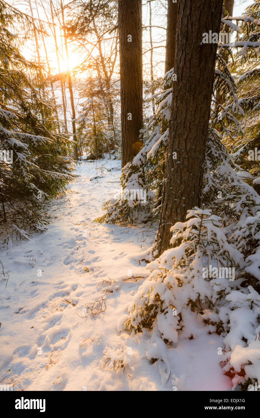 Small path at forest sunset Stock Photo - Alamy