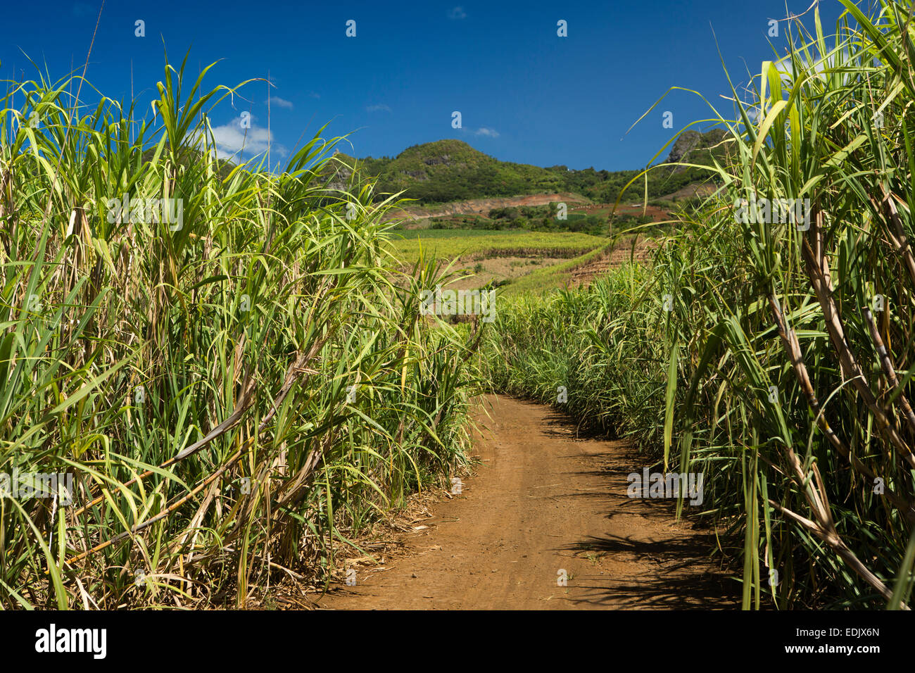 Sugar cane field mauritius hi-res stock photography and images - Alamy