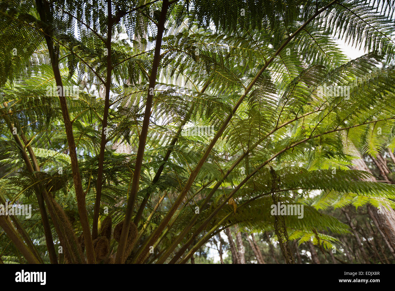 Vacoas plant tree hi-res stock photography and images - Alamy