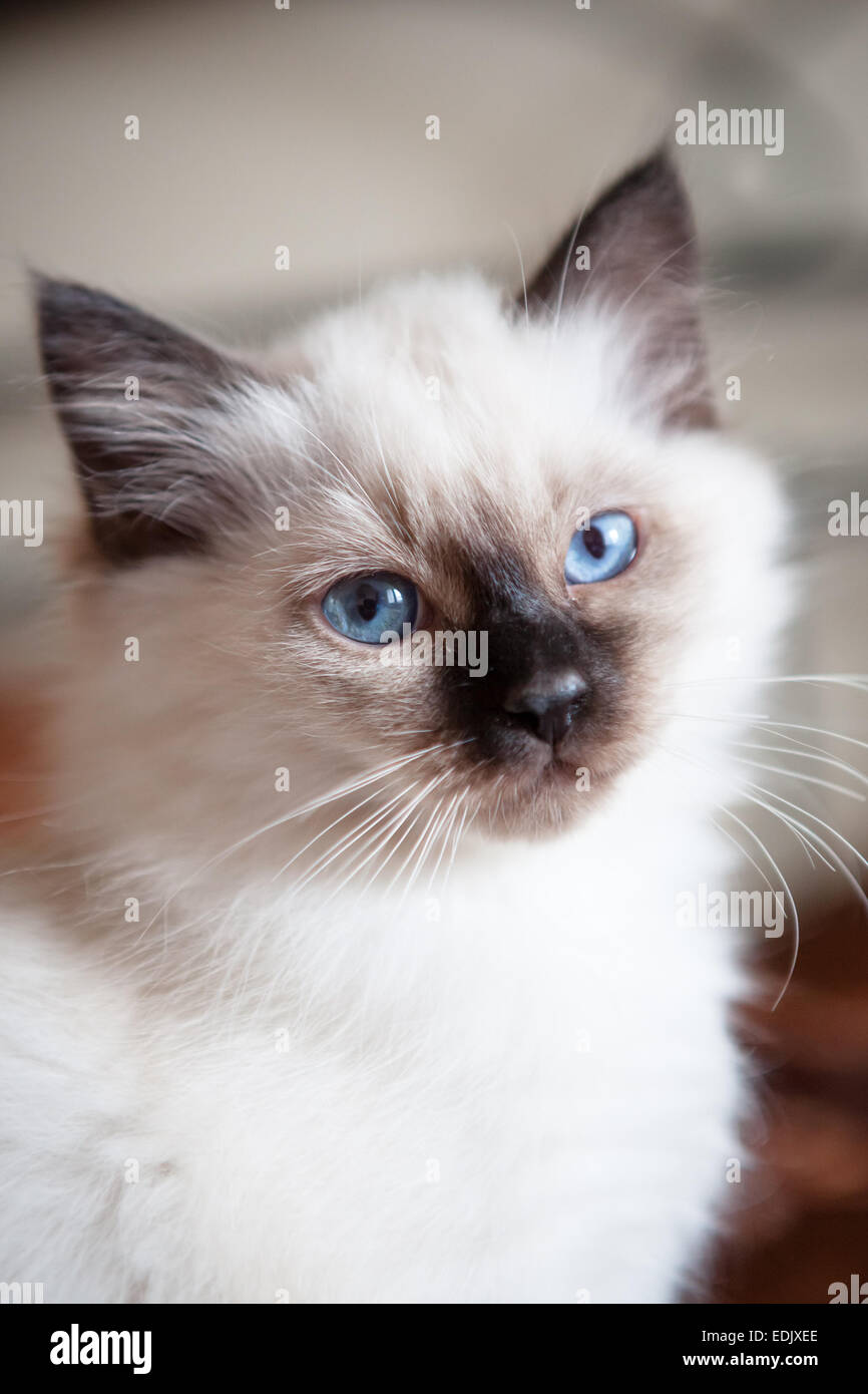 Adorable red kit hi-res stock photography and images - Alamy