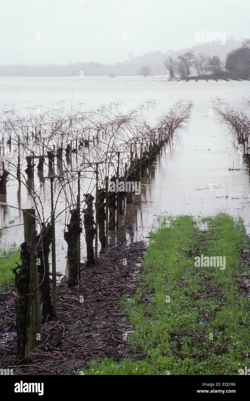 Vineyard disaster hi-res stock photography and images - Alamy