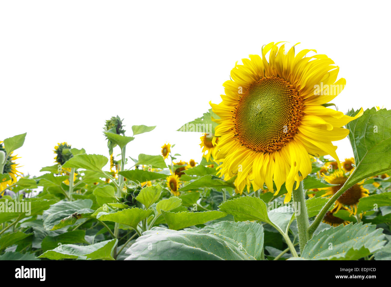 Background sunflower hi-res stock photography and images - Alamy