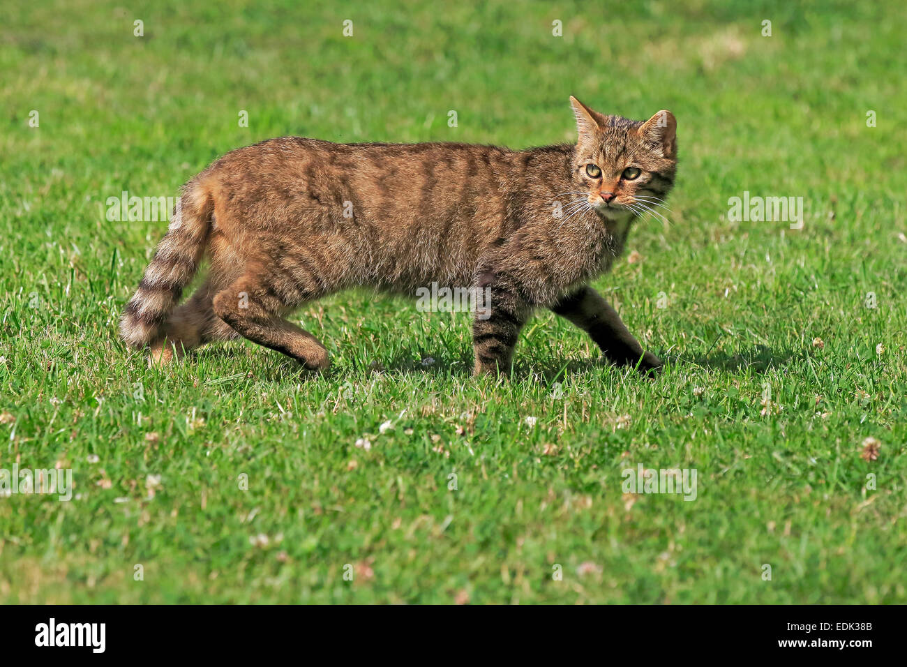 European Wildcat (Felis silvestris silvestris), adult, stalking, alert ...