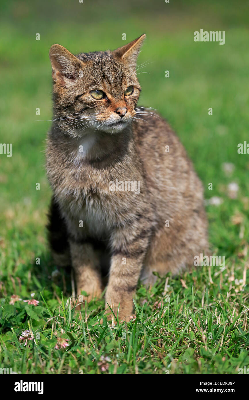 European Wildcat (Felis silvestris silvestris), adult, Surrey, England ...
