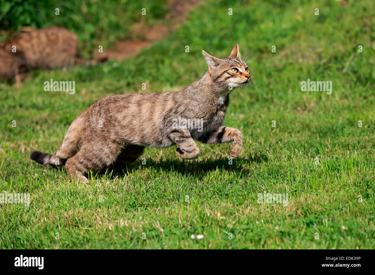 European Wildcat (Felis silvestris silvestris), adult, jumping, Surrey ...