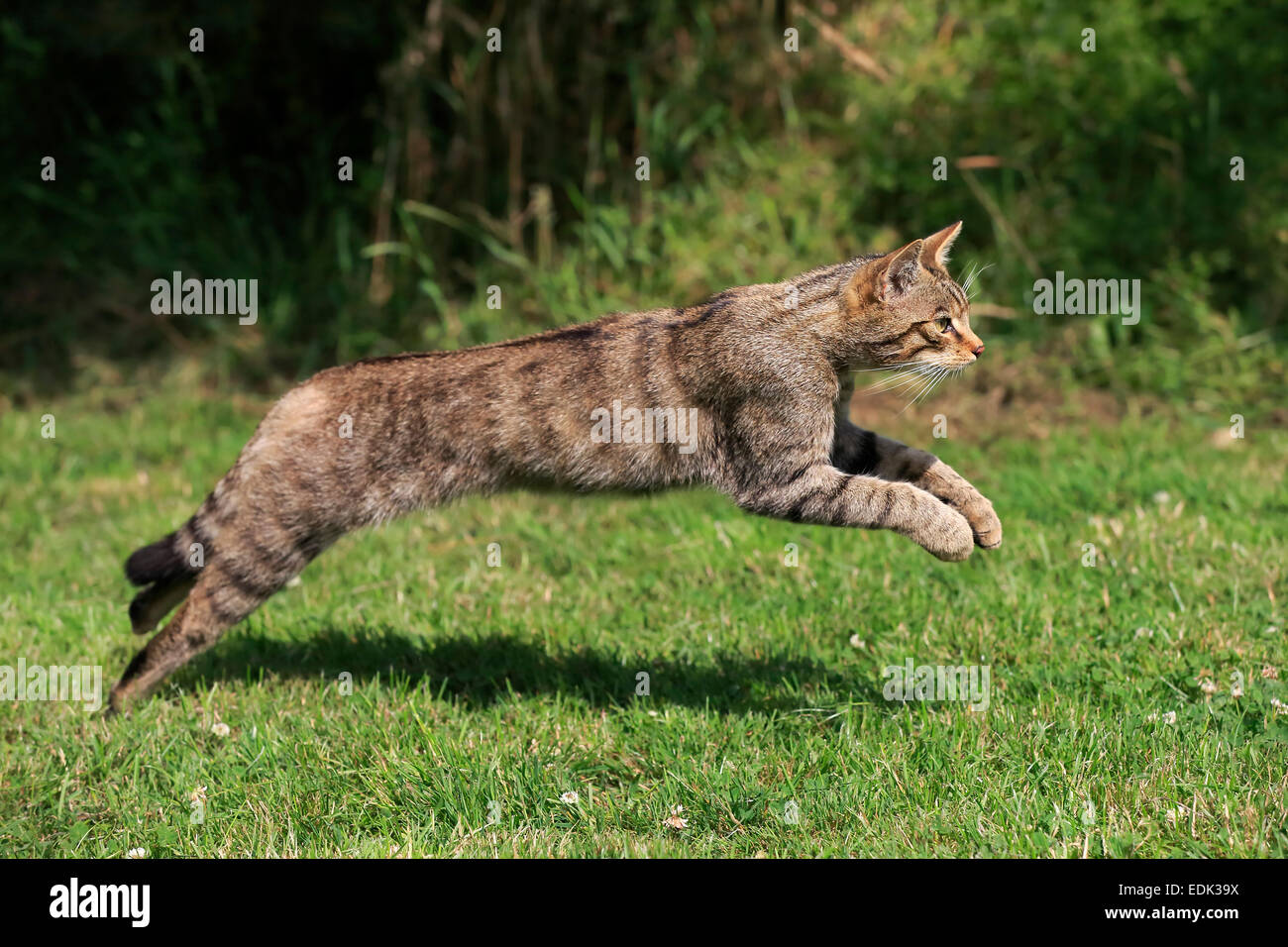 European Wildcat (Felis silvestris silvestris), adult, jumping, Surrey ...