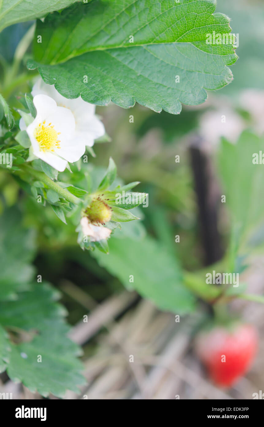 Strawberry plants already ripe to harvest Stock Photo - Alamy