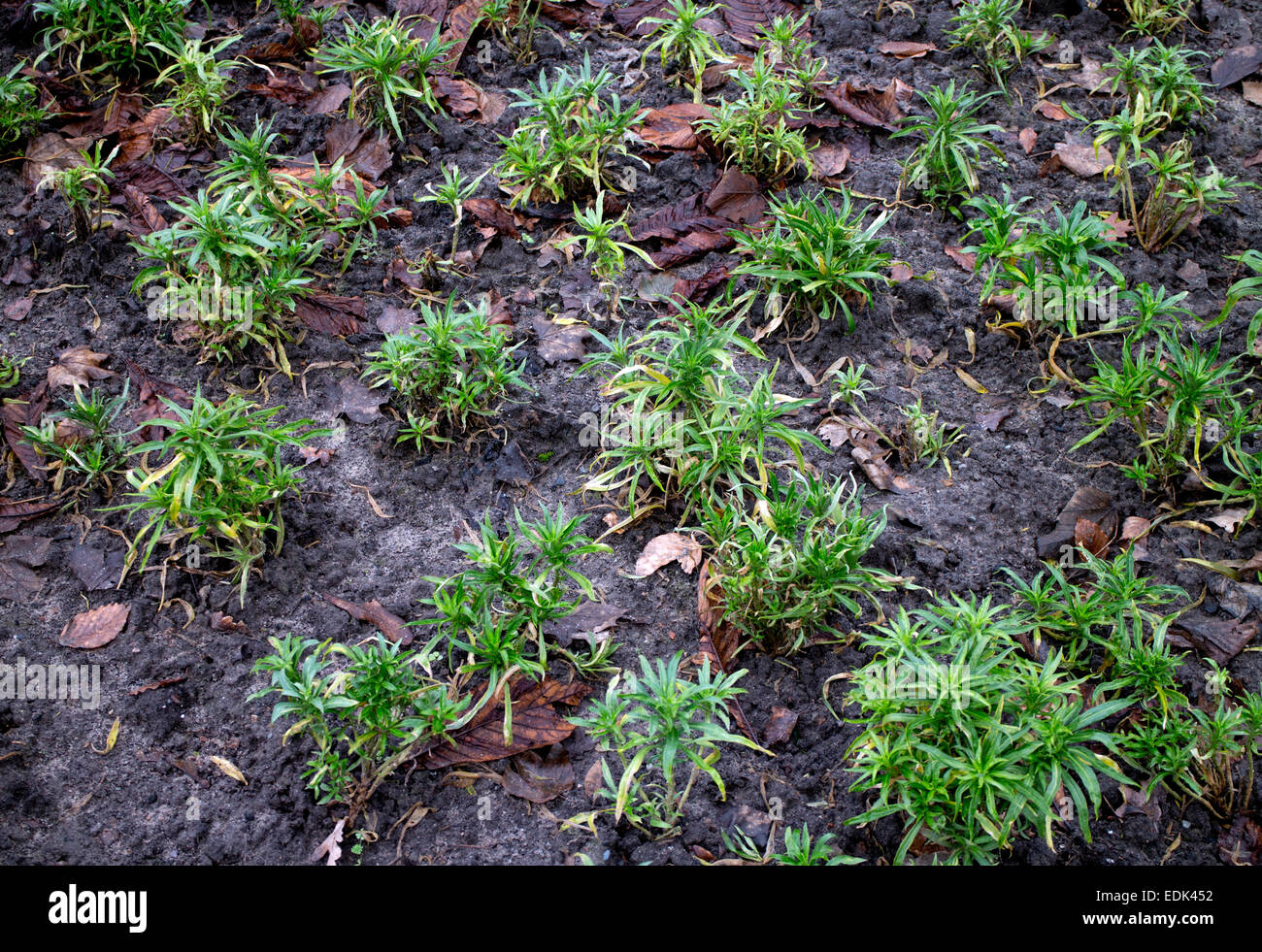 Wallflower plants in flowerbed in winter, Riversley Park, Nuneaton ...